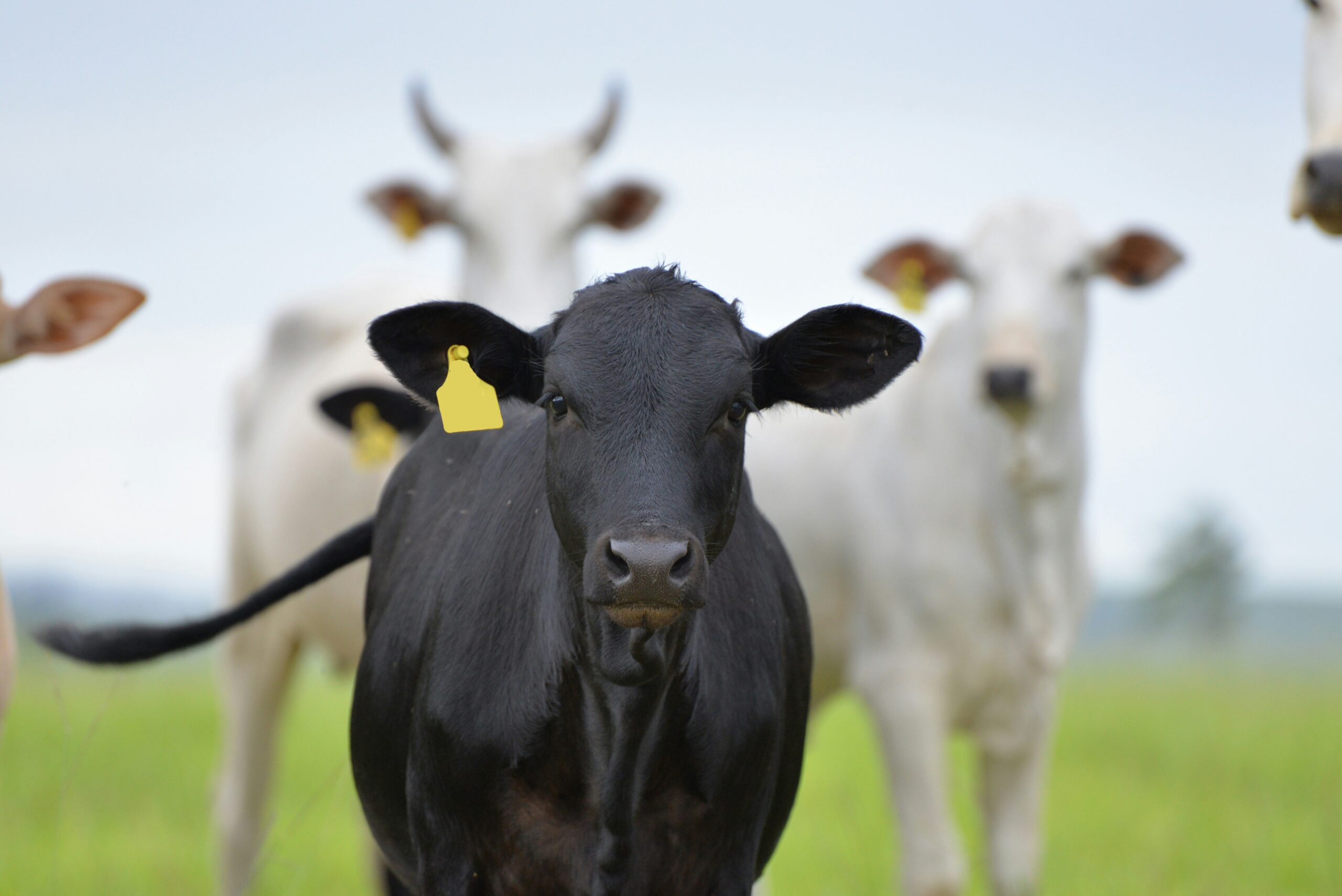 Brazil’s Beef Sector and the EUDR: A Case for Collective Readiness ...
