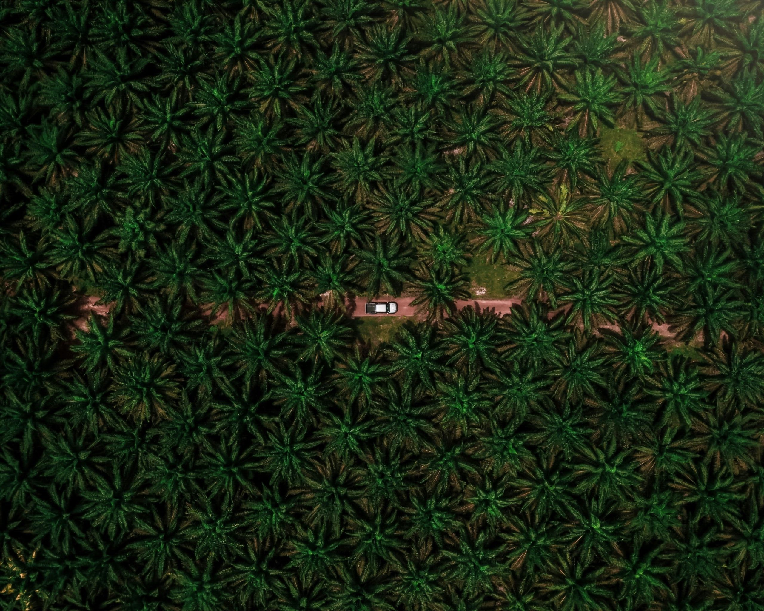 How Deforestation-Free Finance can work in Practice. A two-year project ...